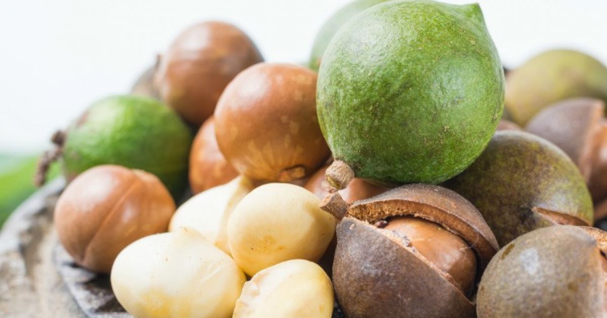 Hạt Macca & tất cả điều phải biết | Bản Tin Bình Dương